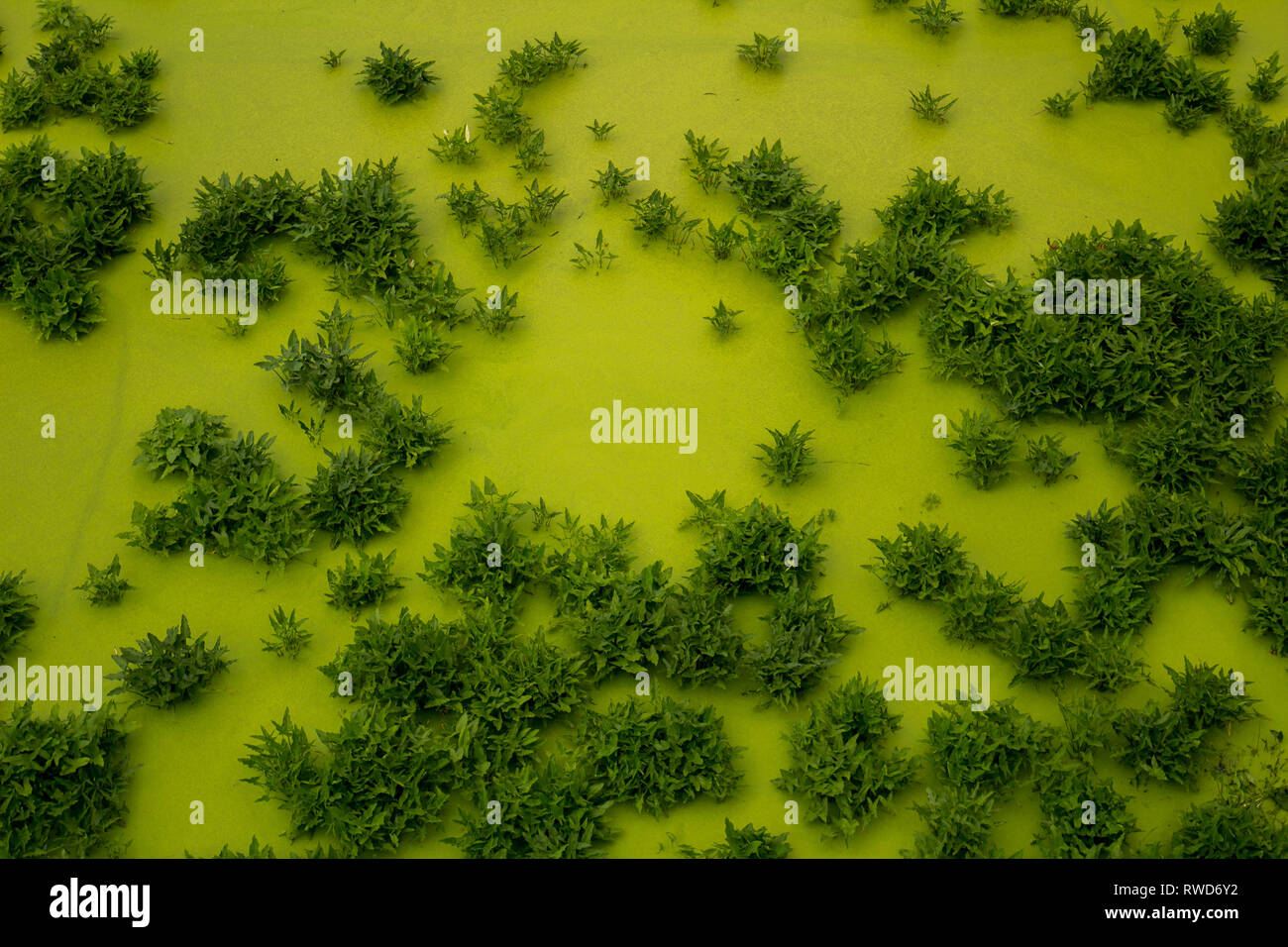 Algae Bloom in a swamp Stock Photo - Alamy
