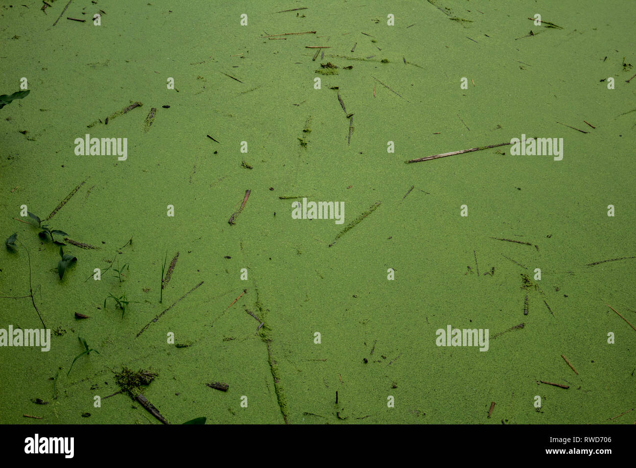 Algae Bloom in a swamp Stock Photo - Alamy