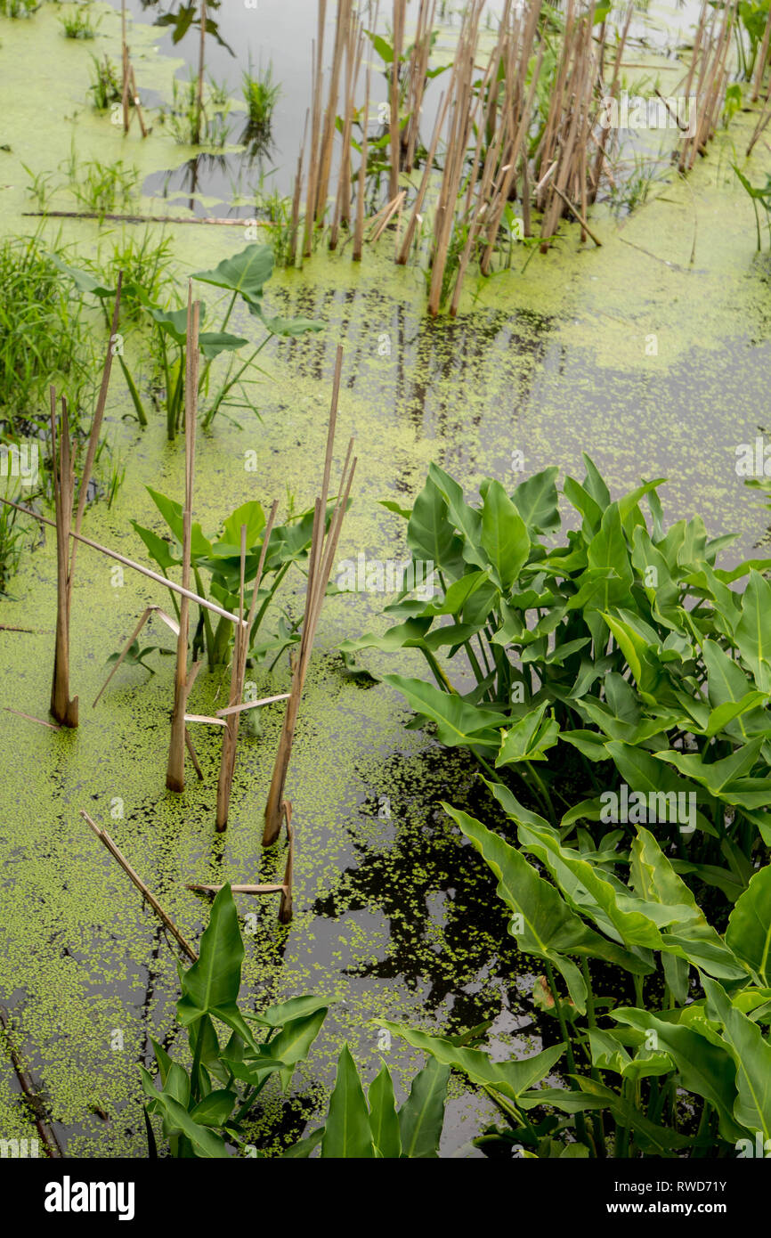 Algae Bloom in a swamp Stock Photo - Alamy