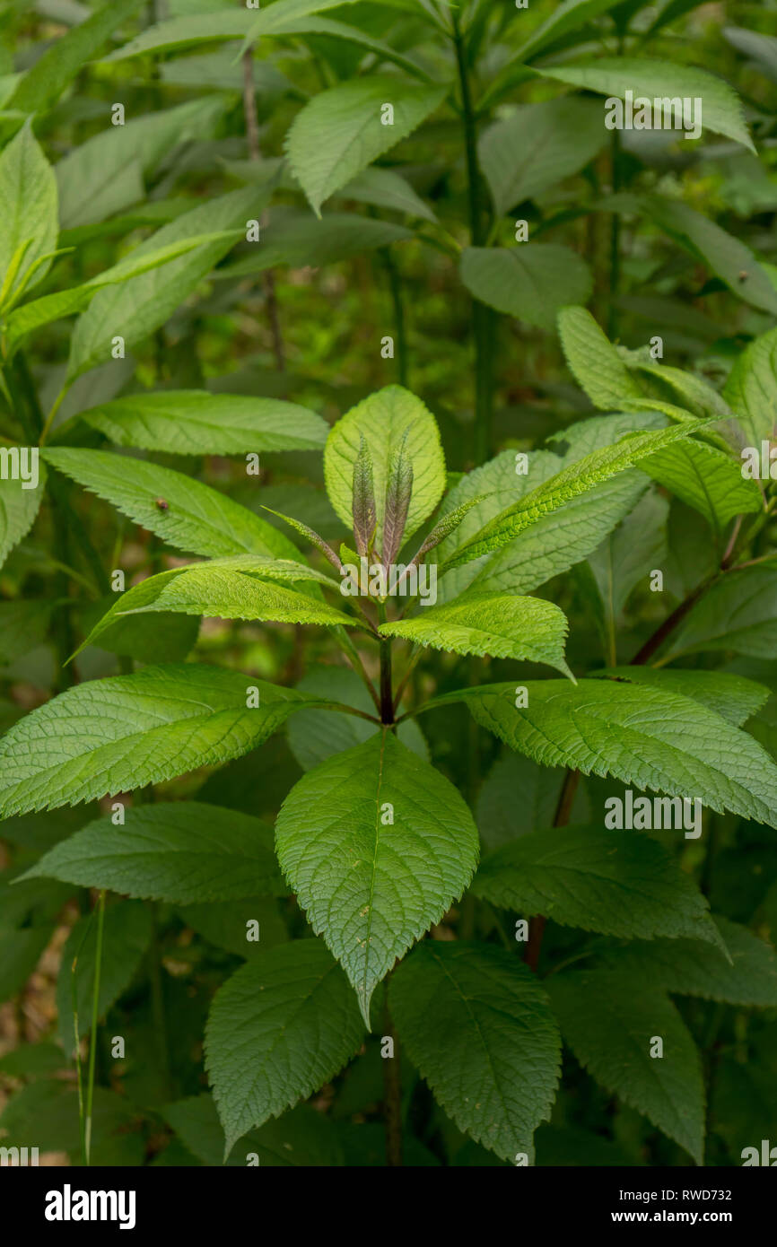Plants in the forest Stock Photo - Alamy