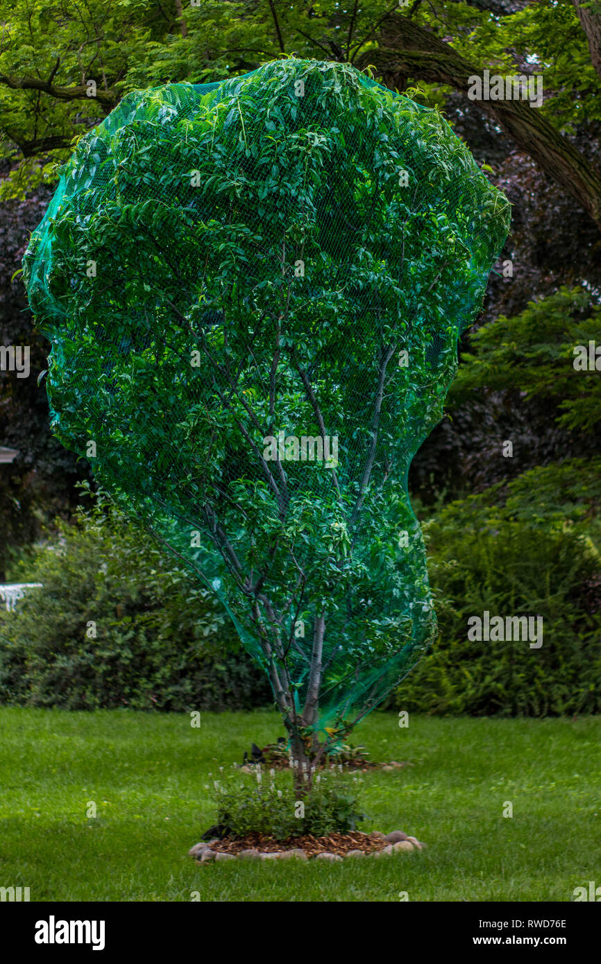tree wrapped in mesh fabric Stock Photo - Alamy