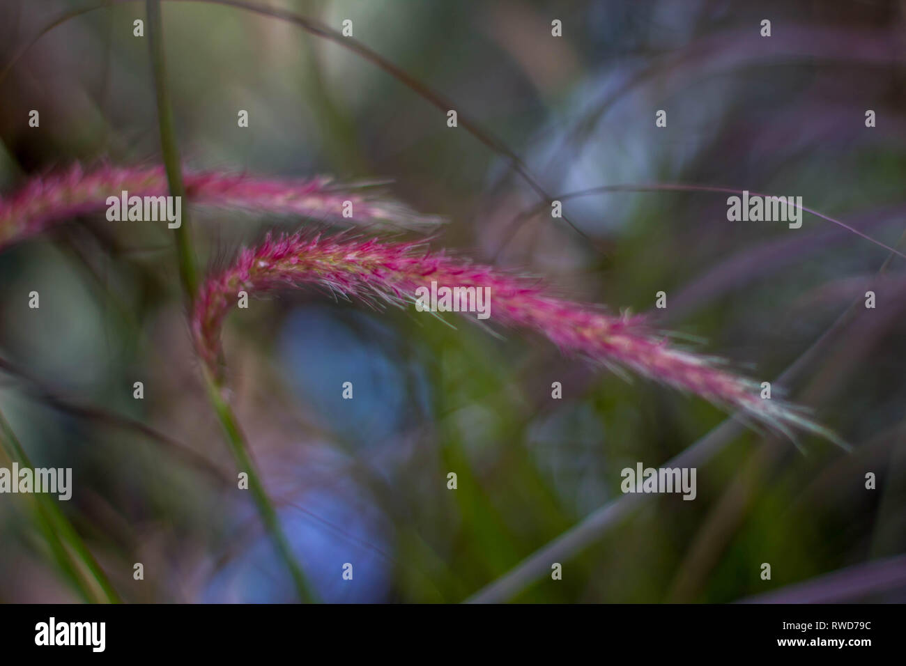 red hay macro shots of plants Stock Photo - Alamy