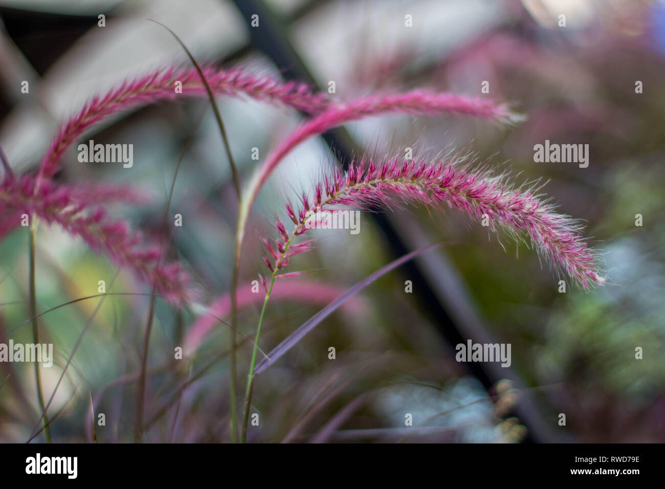 red hay macro shots of plants Stock Photo - Alamy