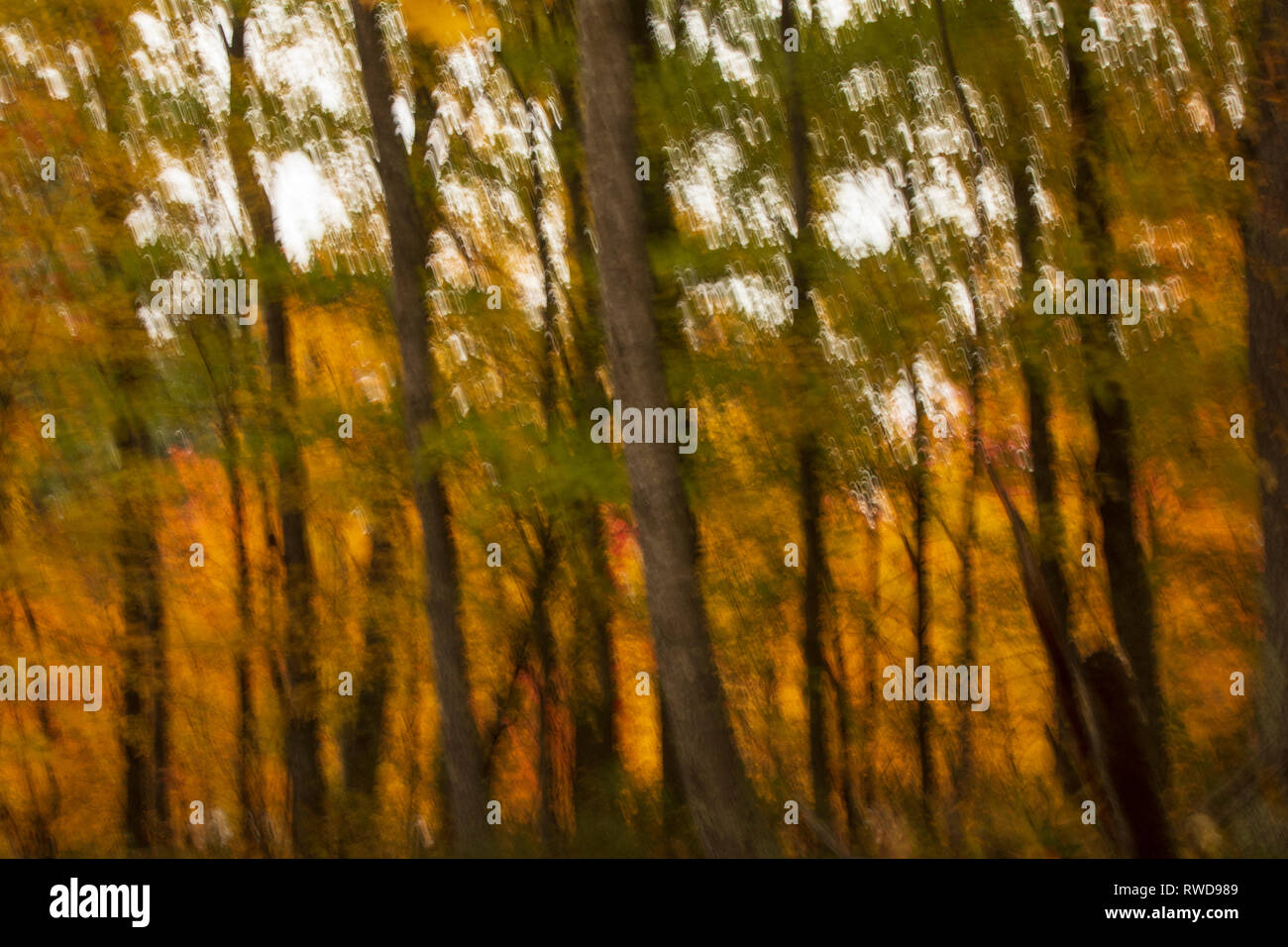 Fall Foliage. Intentional Camera Movement Stock Photo - Alamy