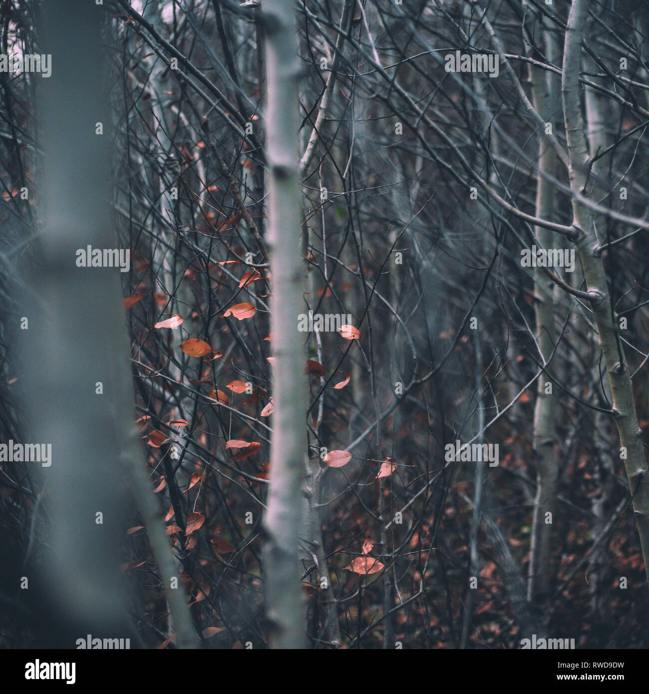 The last fall leaves to fall on Birch Trees Stock Photo - Alamy