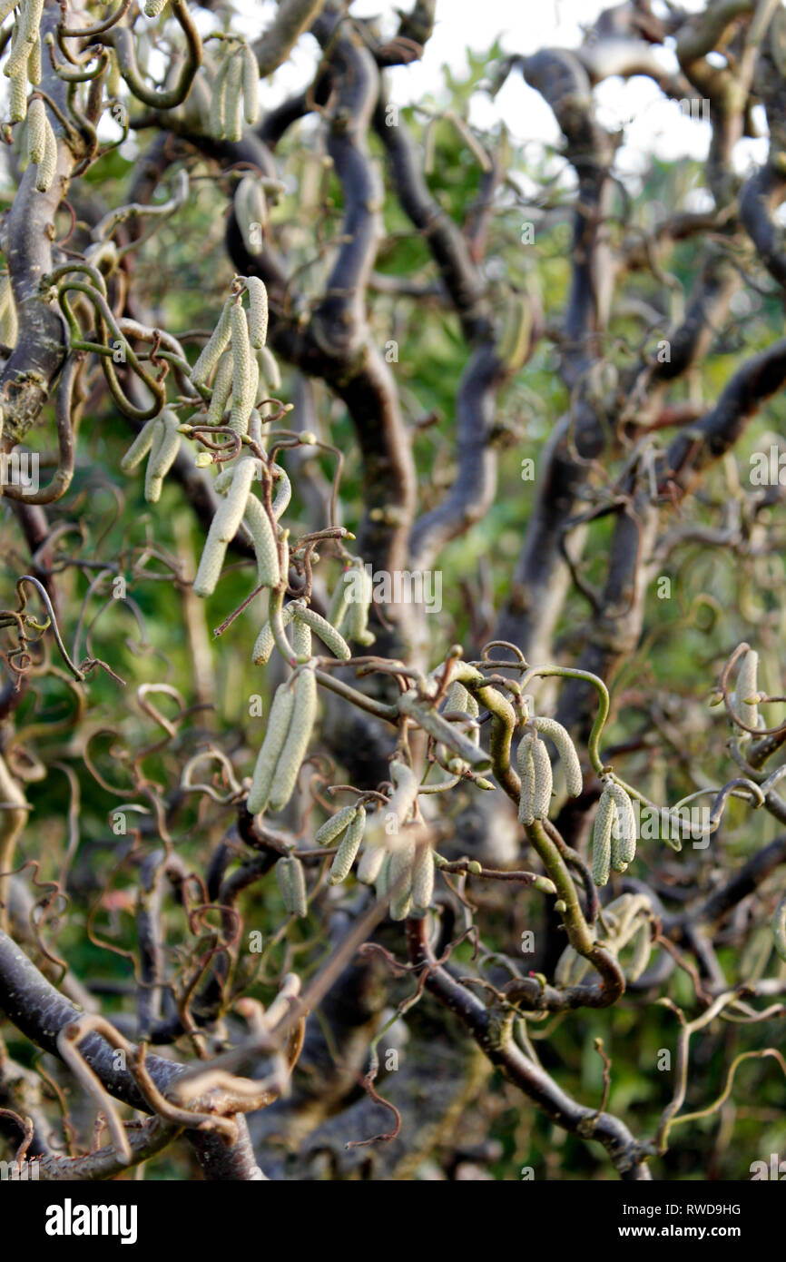 Corkscrew Hazel (Corylus avellana contorta) gnarled branches and winter ...