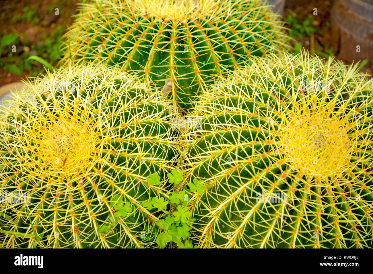 Closeup view of green Golden Barrel Cactus or Echinocactus grusonii as ...