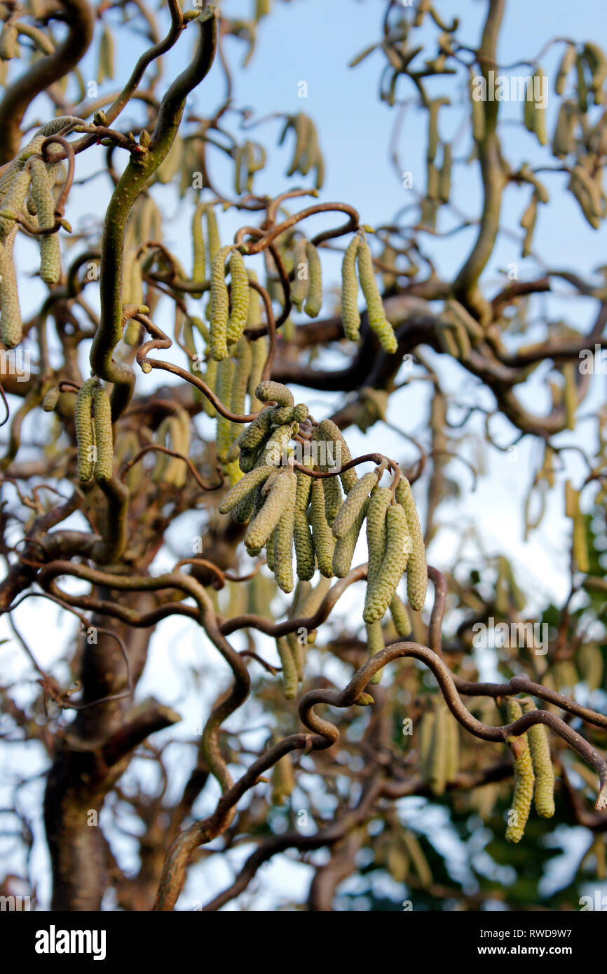 Corkscrew Hazel (Corylus avellana contorta) gnarled branches and winter ...