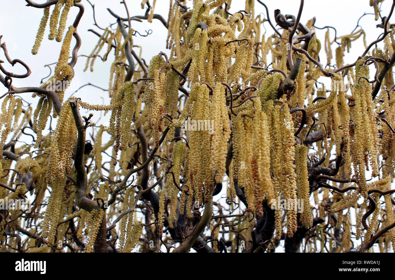 Corskcrew Hazel (Corylus avellana contorta) Springtime decorative ...