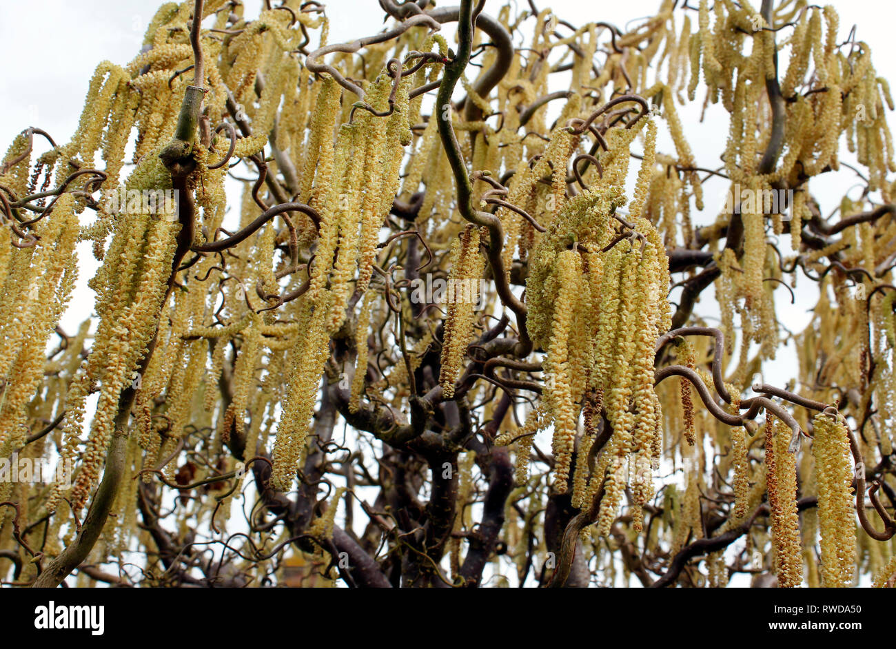 Corskcrew Hazel (Corylus avellana contorta) Springtime decorative ...