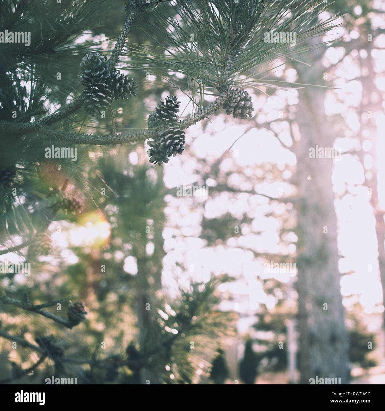Pine Cones on Tree with beautiful backdrop Stock Photo - Alamy