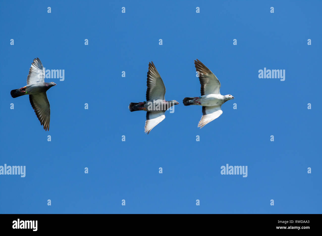 three speed racing pigeon bird flying against clear blue sky Stock ...