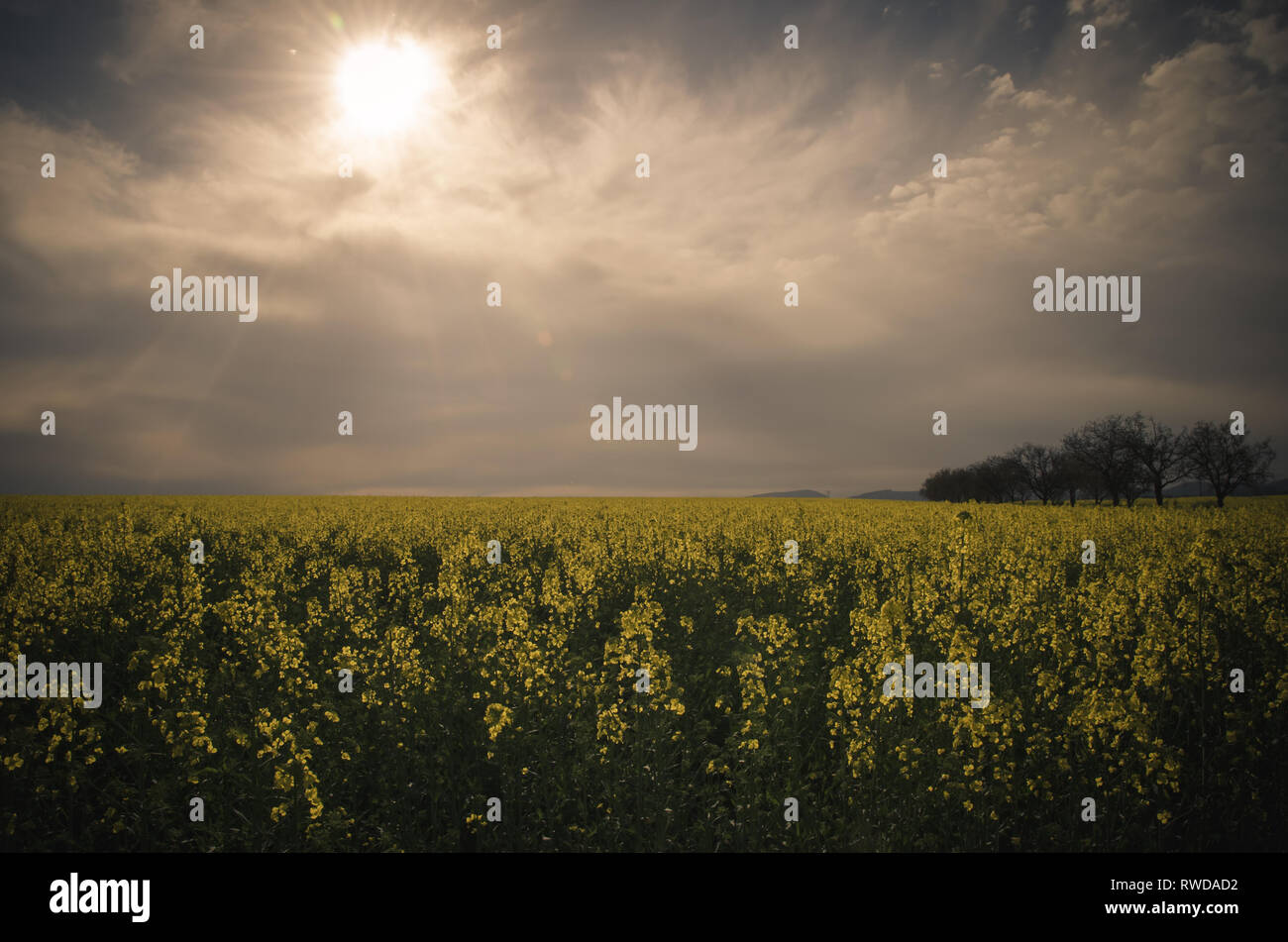 dramatic agricultural rapeseed field landscape Stock Photo - Alamy