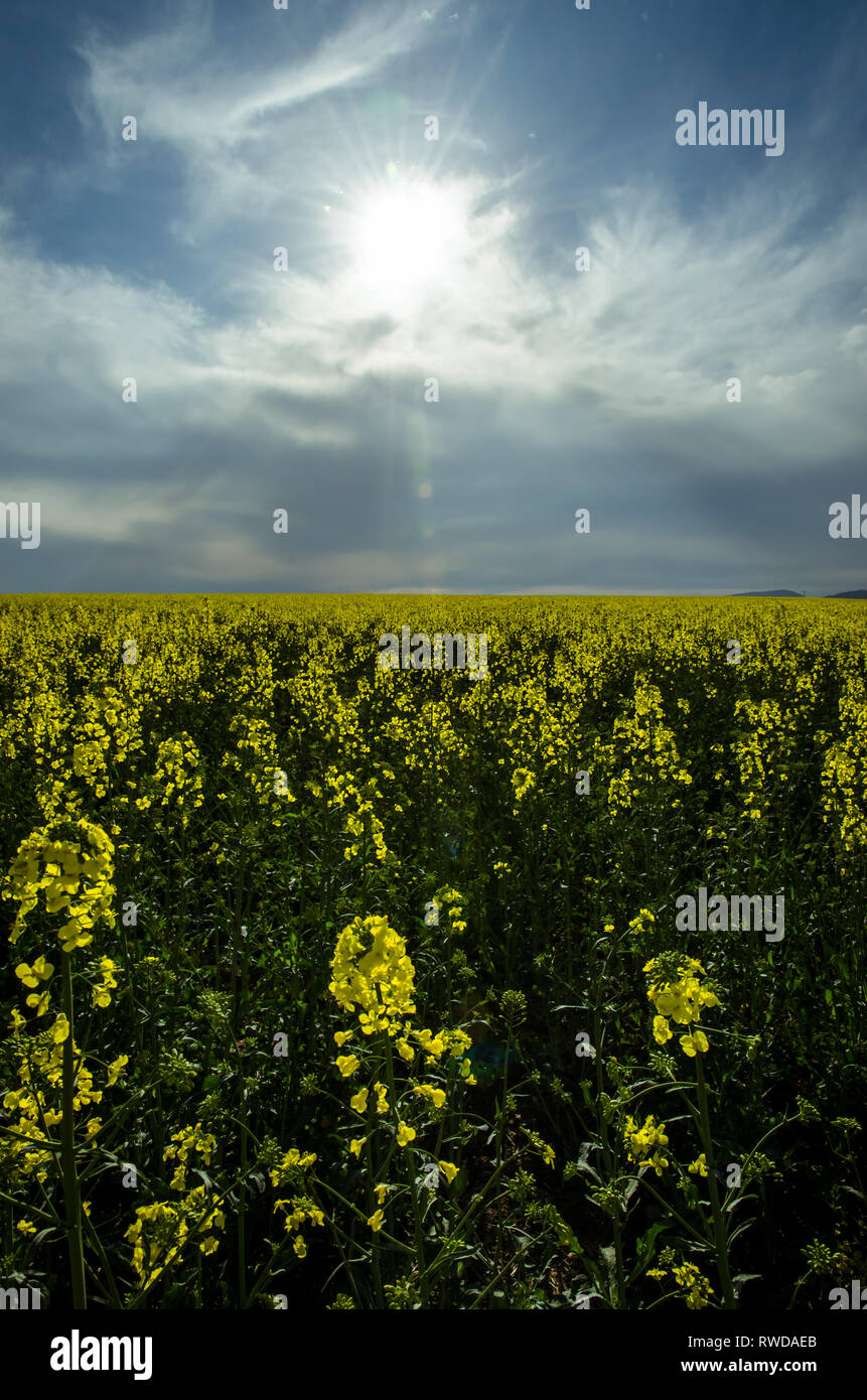 dramatic agricultural rapeseed field landscape Stock Photo - Alamy