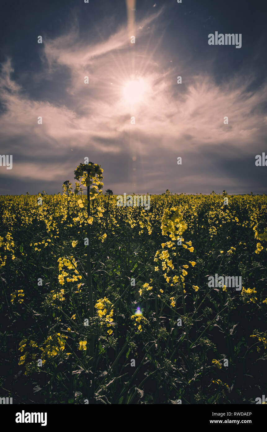 dramatic agricultural rapeseed field landscape Stock Photo - Alamy