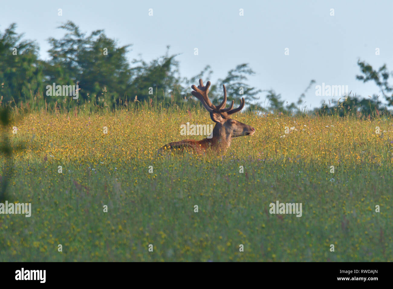 Deer buck with growing antler grazing the grass Stock Photo - Alamy