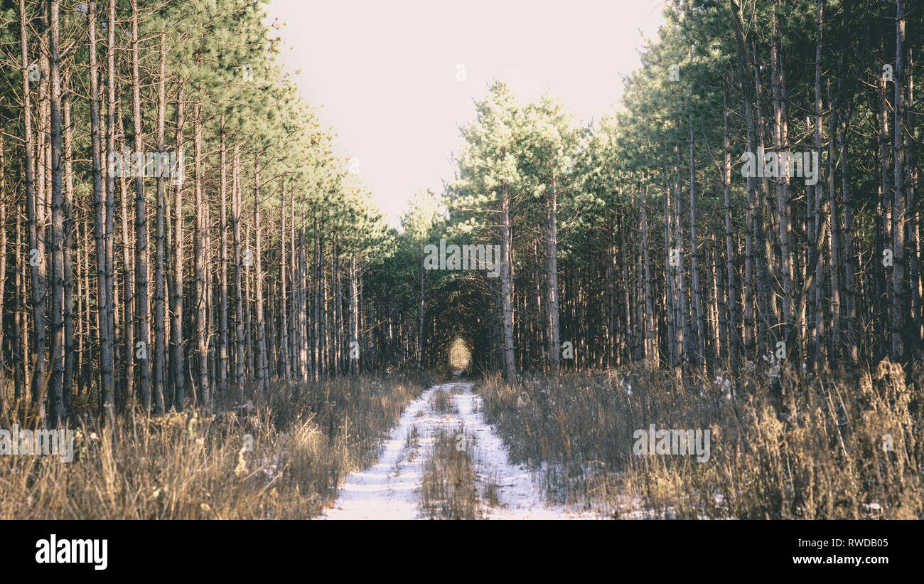 Driveway through Pine Forest Stock Photo - Alamy