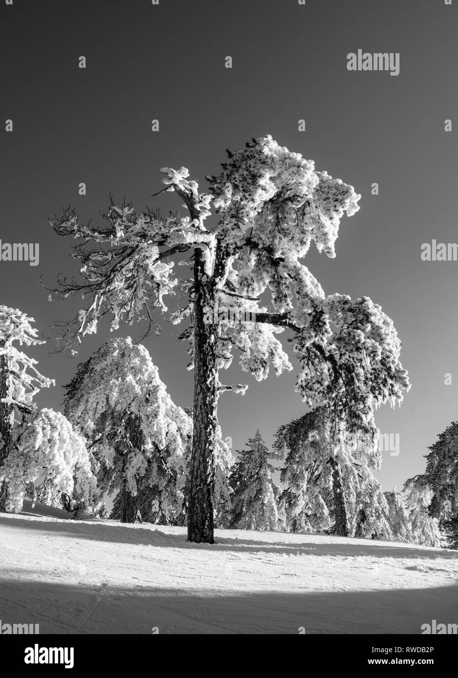 Cyprus troodos snow Black and White Stock Photos & Images - Alamy
