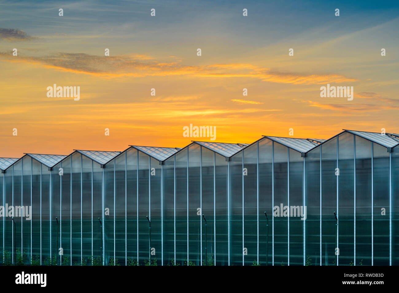 Large Industrial Greenhouse at Sunset. Gorgeous Sunset Red and Orange ...