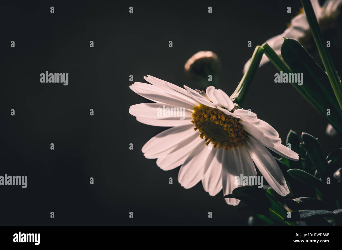 Broken flower up close hi-res stock photography and images - Alamy