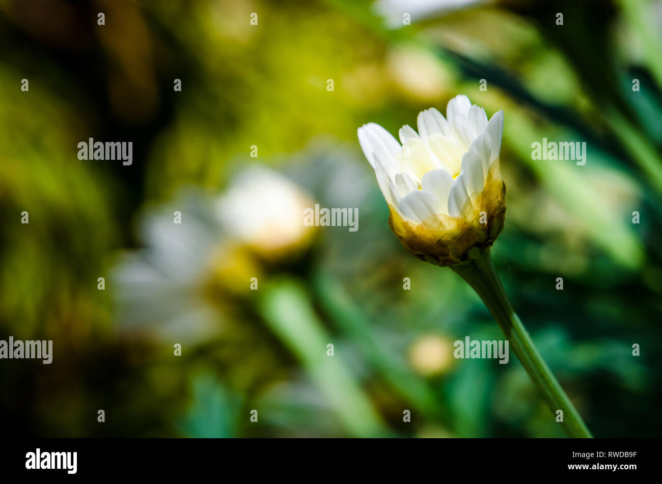 Gerbera bud hi-res stock photography and images - Alamy