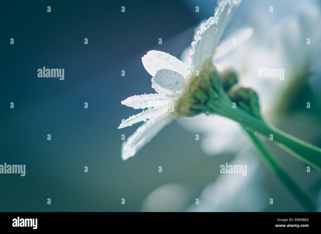 Wet daisy flower hi-res stock photography and images - Alamy