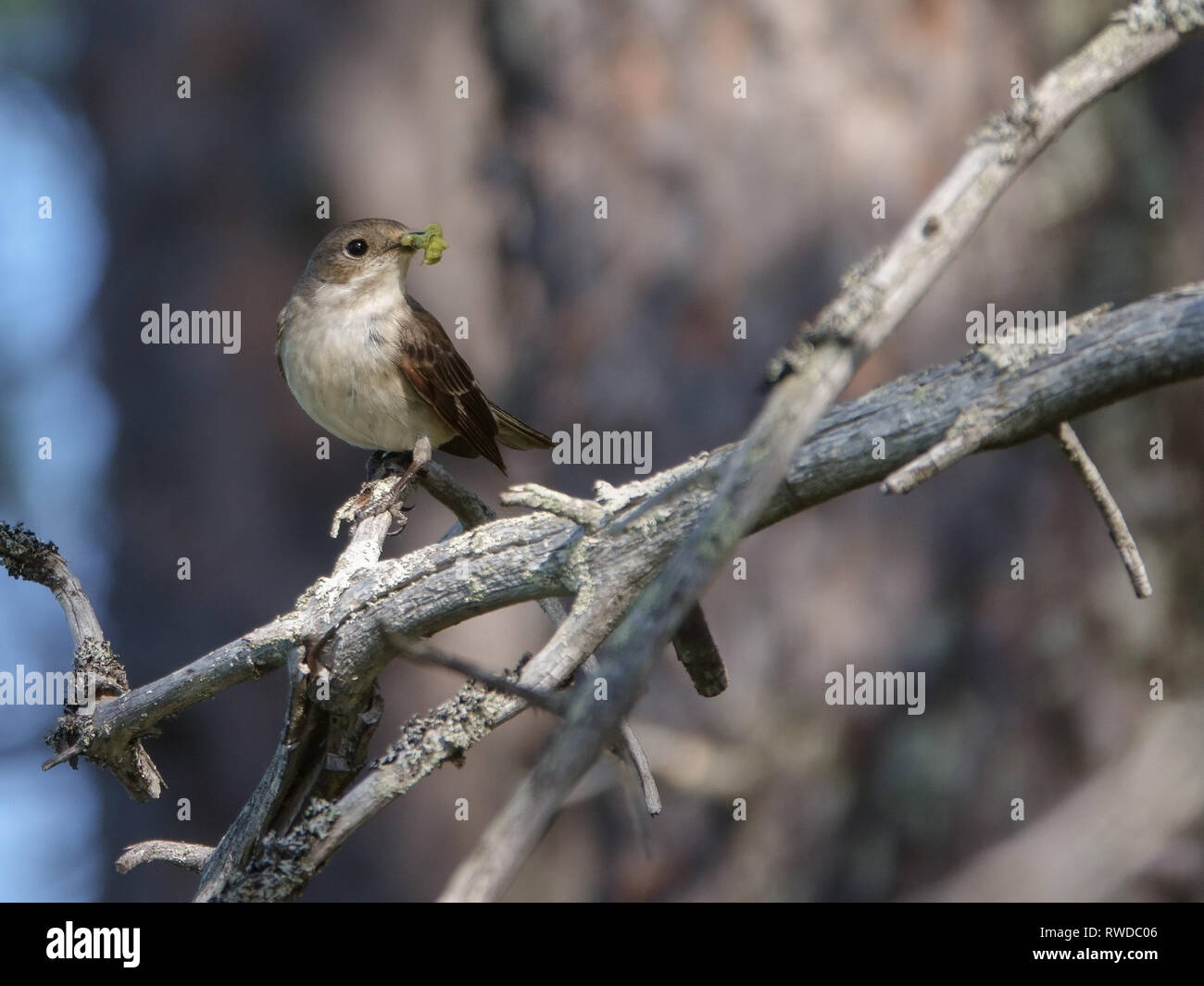 European pied flycatcher Stock Photo - Alamy