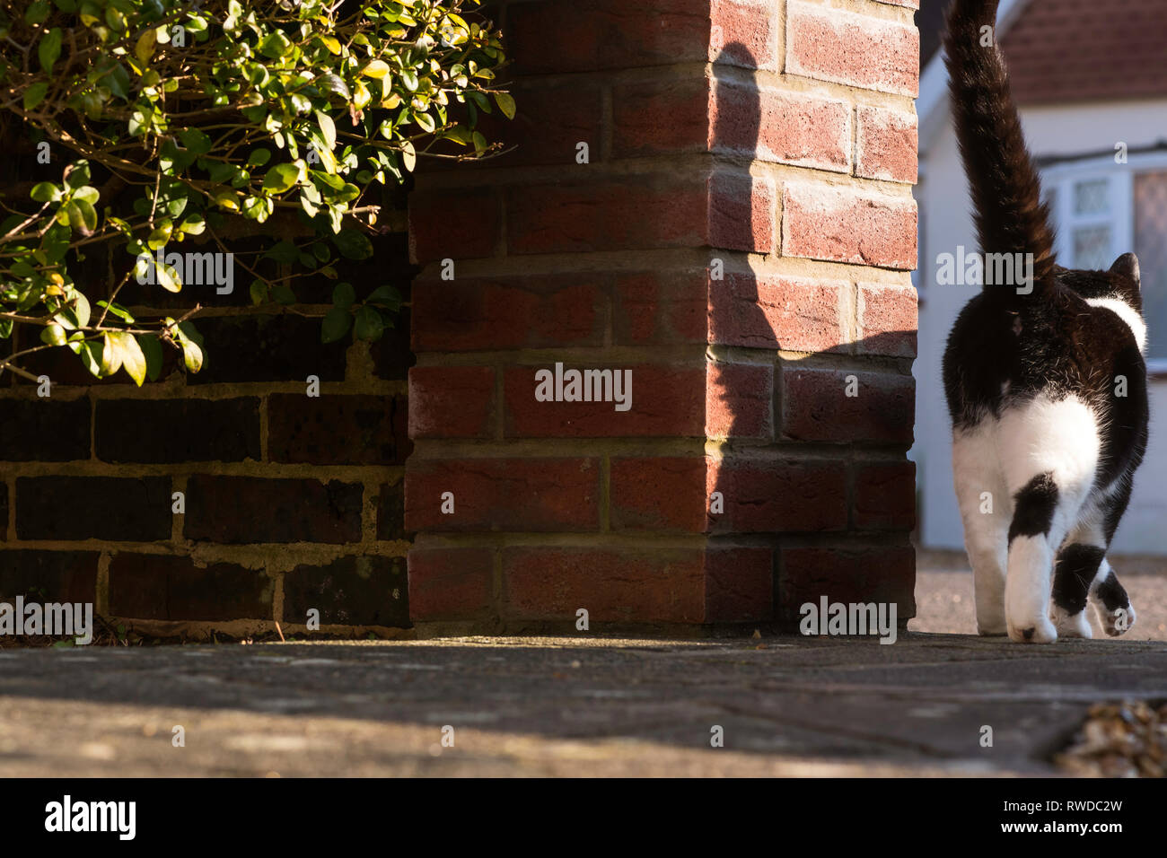 Cat's butt walks at front of garden Stock Photo - Alamy