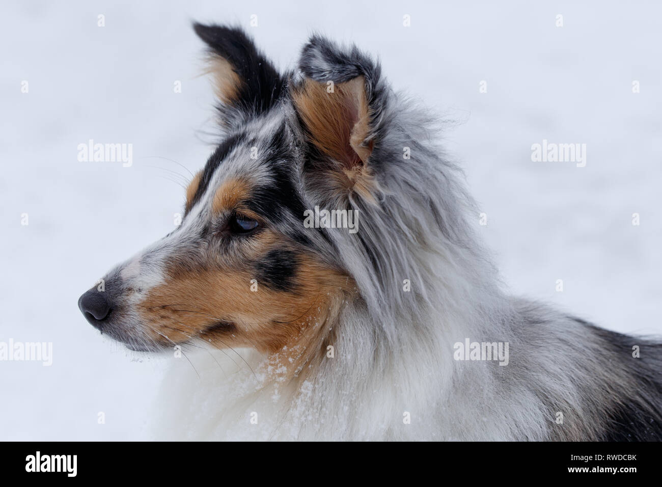 Cute blue merle shetland sheepdog puppy close up. Shetland collie or ...