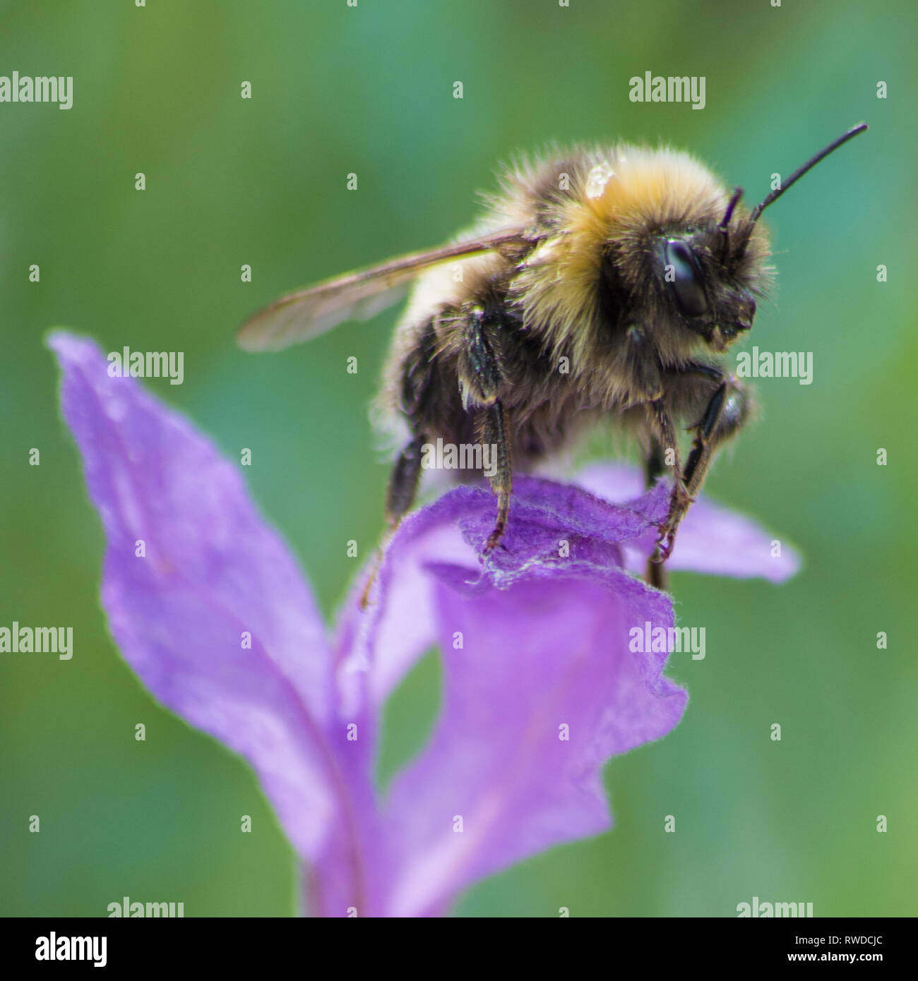 Bumble bee buzzing around and collecting nectar from flowers Stock ...
