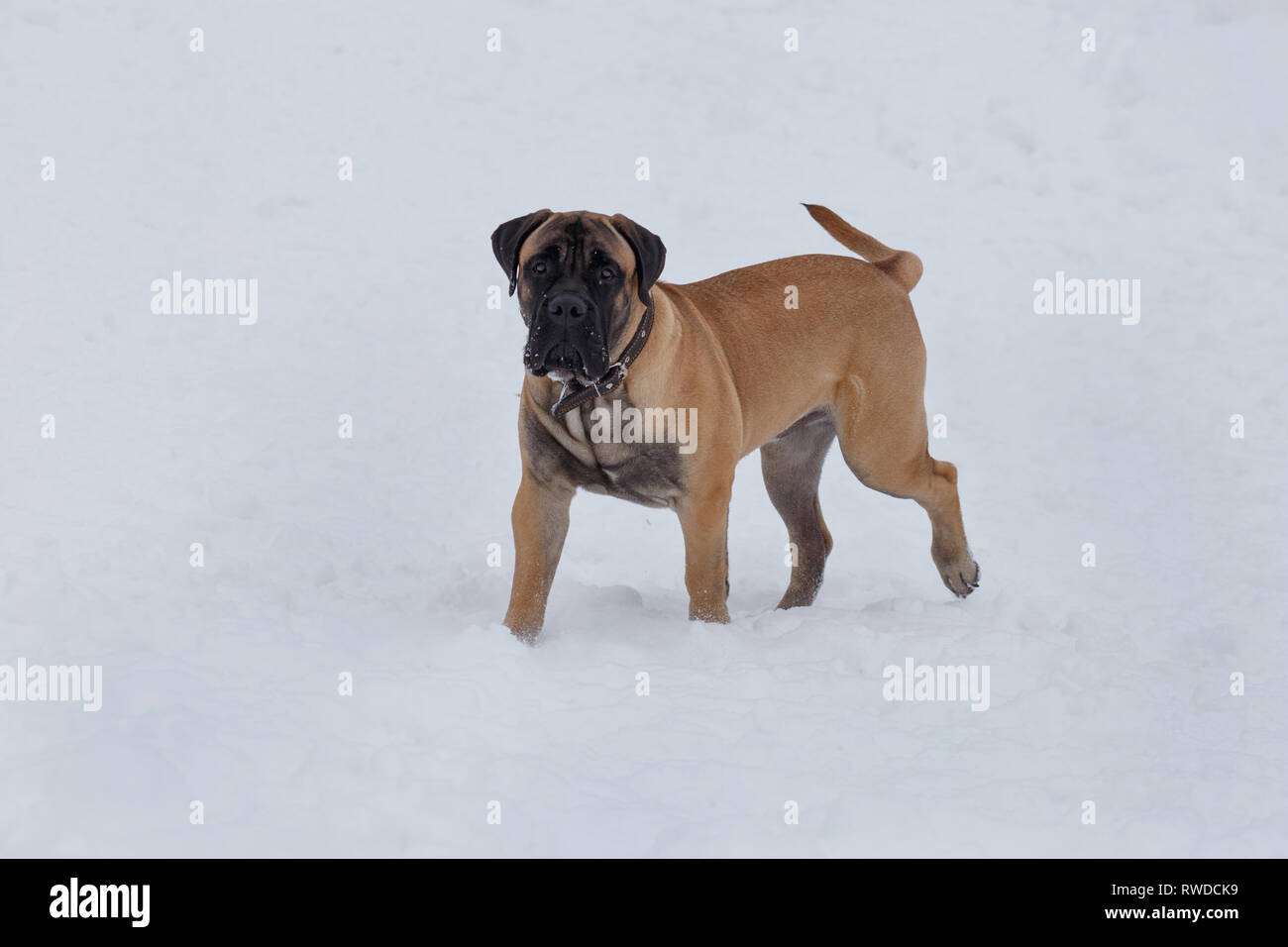 Fawn bullmastiff hi-res stock photography and images - Alamy