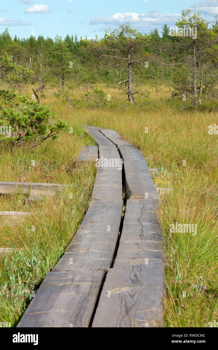 Swamp forest springtime hi-res stock photography and images - Alamy