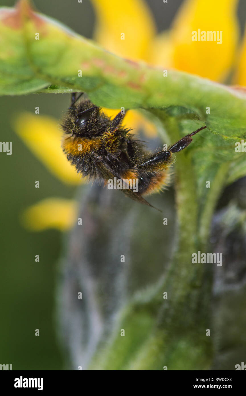 Bumble bee buzzing around and collecting nectar from flowers Stock ...