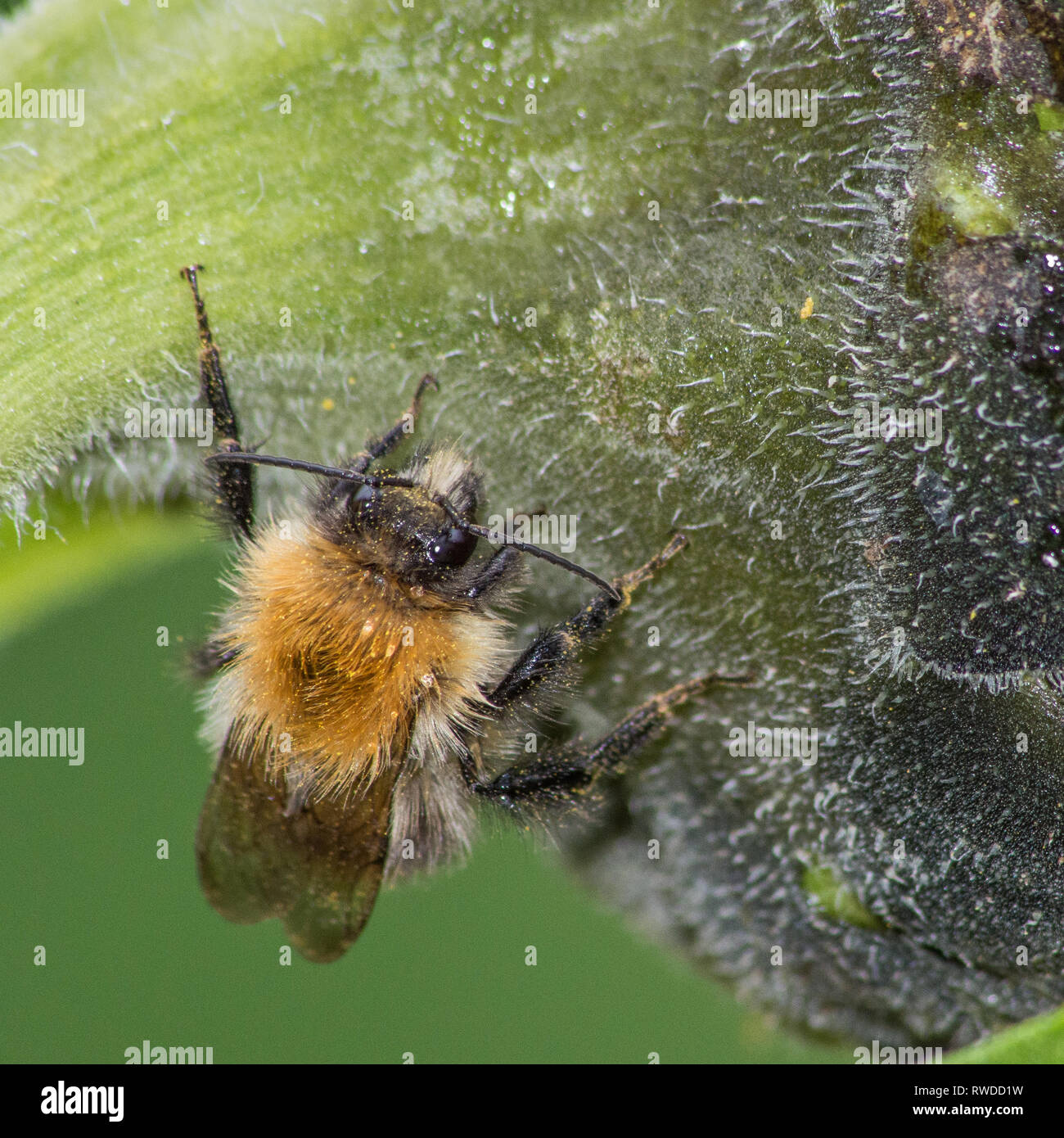 Bumble bee buzzing around and collecting nectar from flowers Stock ...