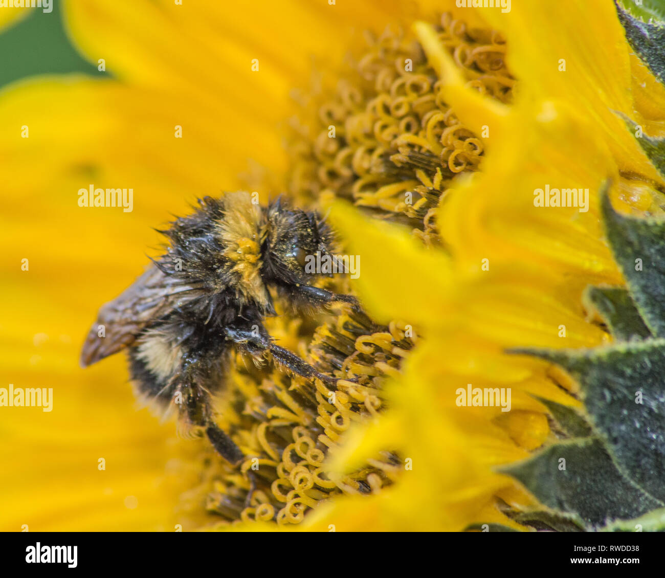Bee flower pollen legs hi-res stock photography and images - Alamy