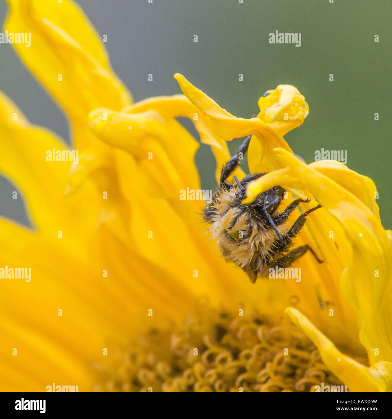 Bumble bee buzzing around and collecting nectar from flowers Stock ...