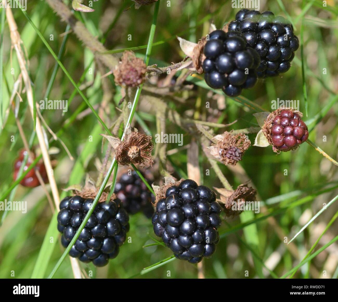 Wild blackberry hi-res stock photography and images - Alamy