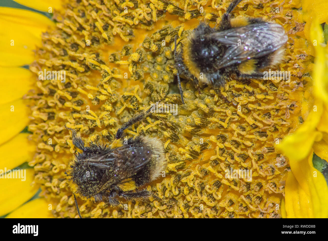 Bumble bee buzzing around and collecting nectar from flowers Stock ...