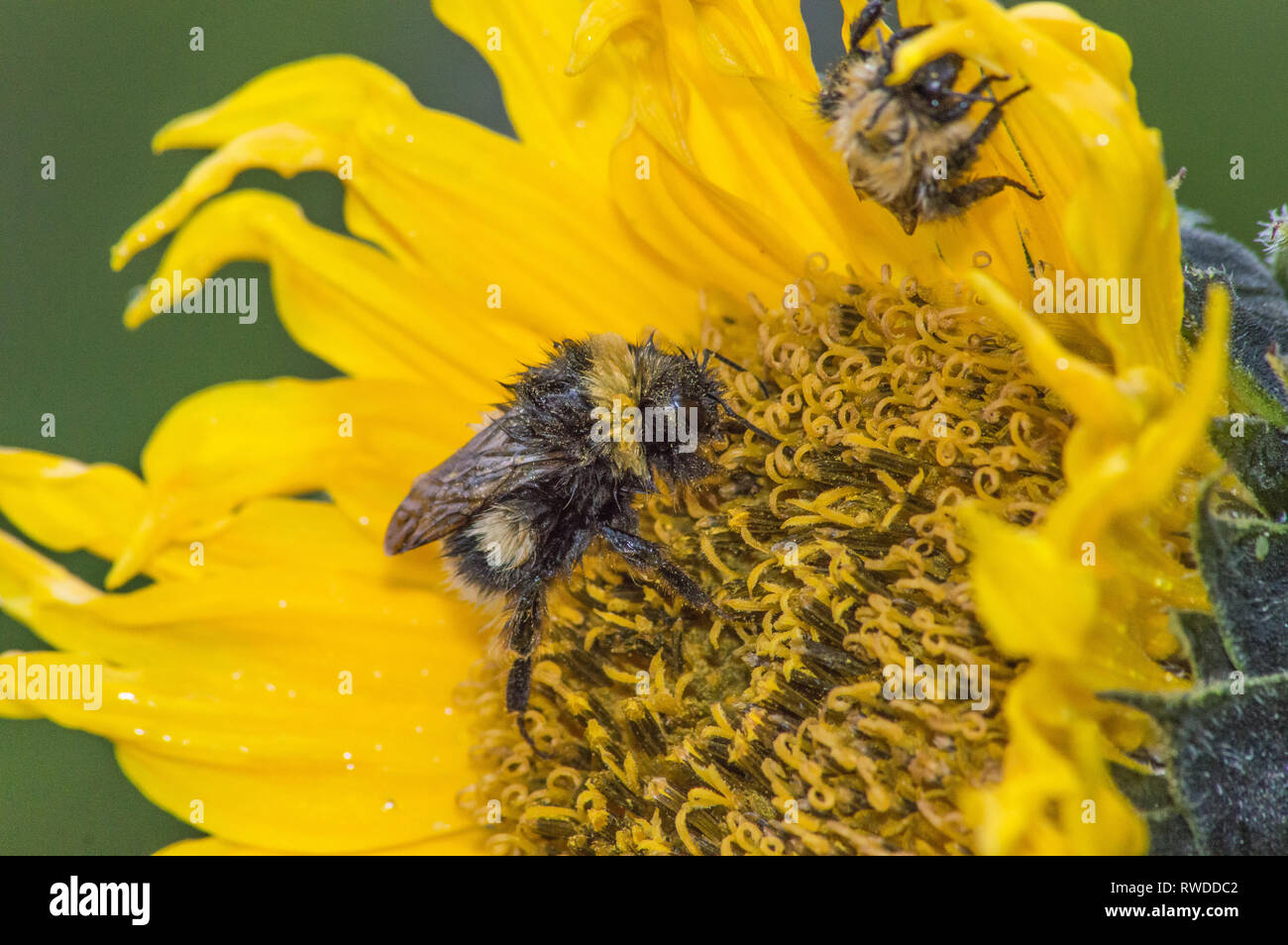 Bumble bee buzzing around and collecting nectar from flowers Stock ...