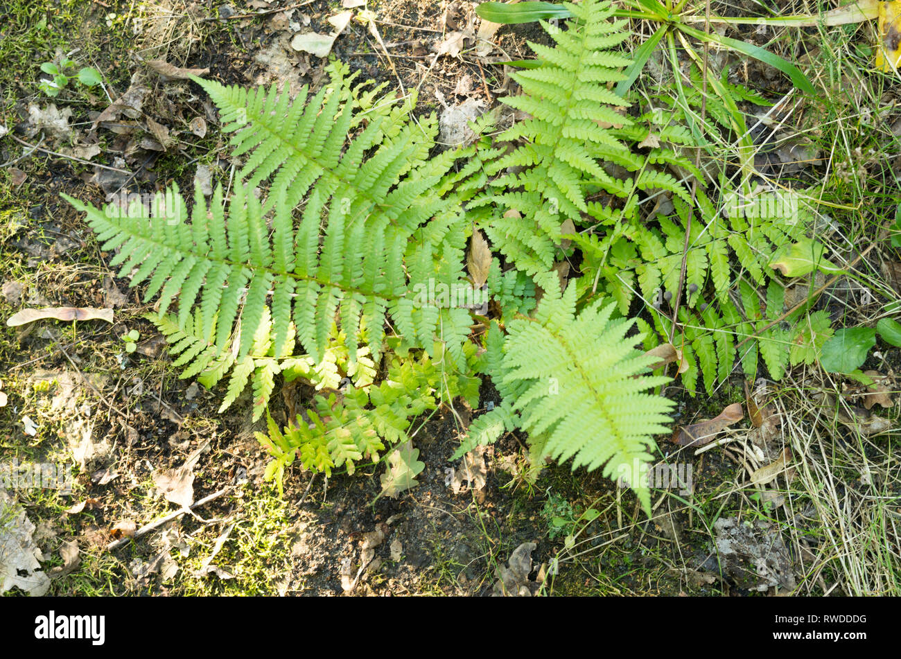Fern bush Top view of fern. Growing fern in the forest. Top Stock Photo ...