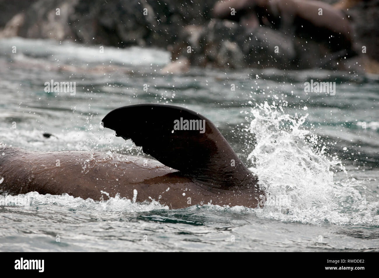 Sea lion's flipper as he dives underwater Stock Photo - Alamy