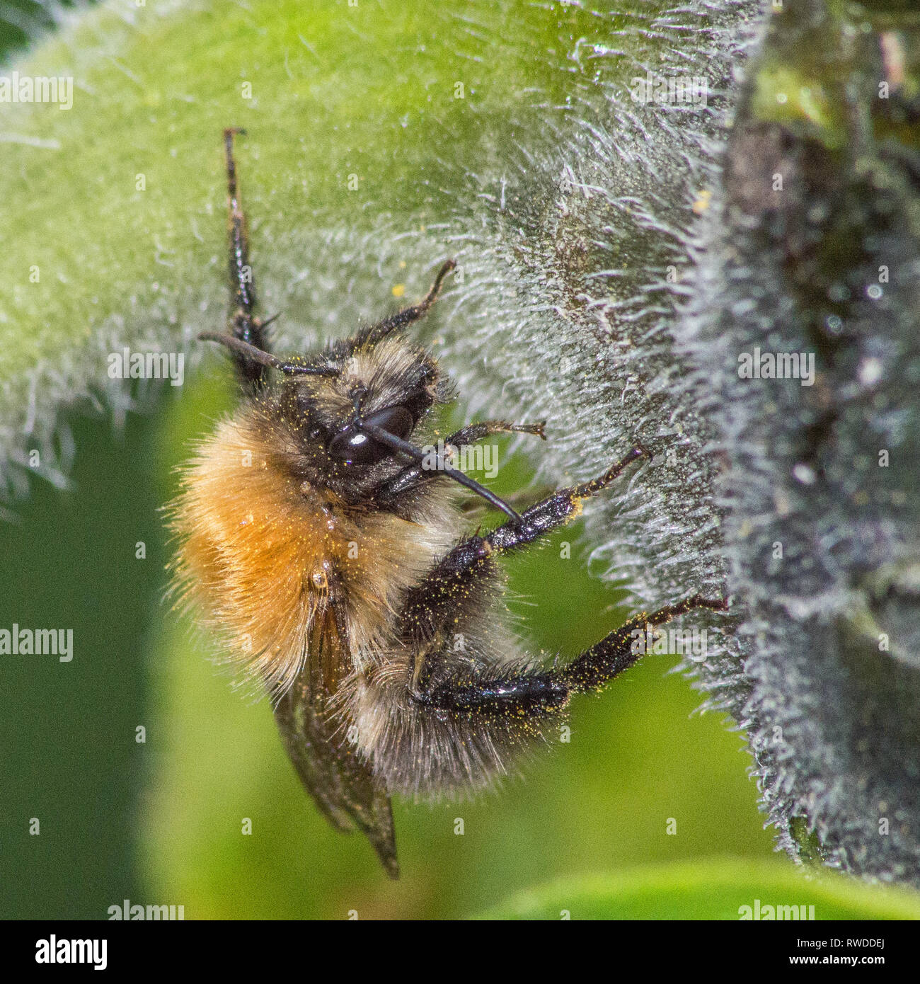 Bumble bee buzzing around and collecting nectar from flowers Stock ...