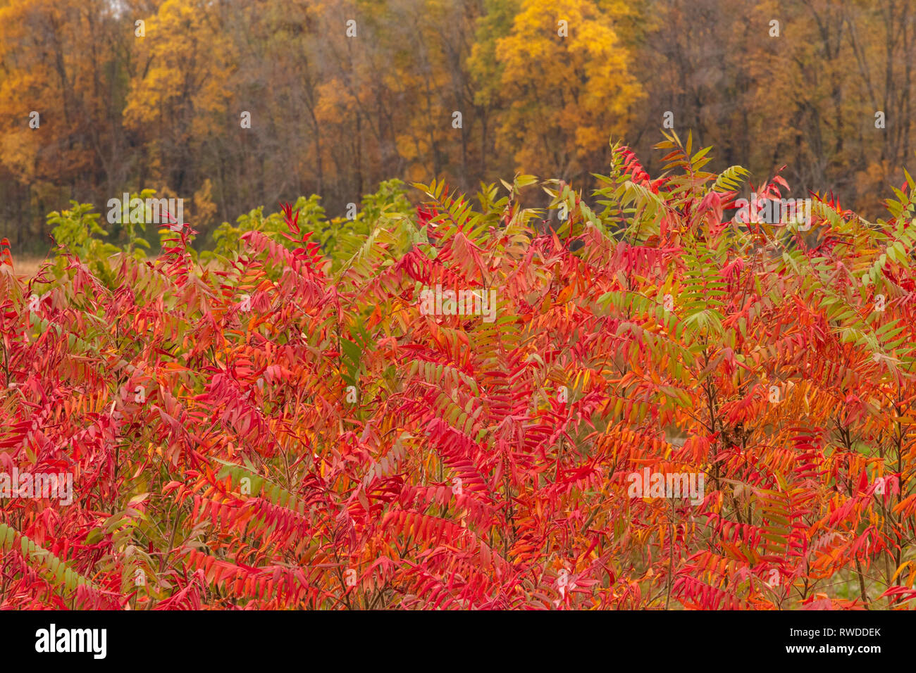 Yellow sumac hi-res stock photography and images - Alamy