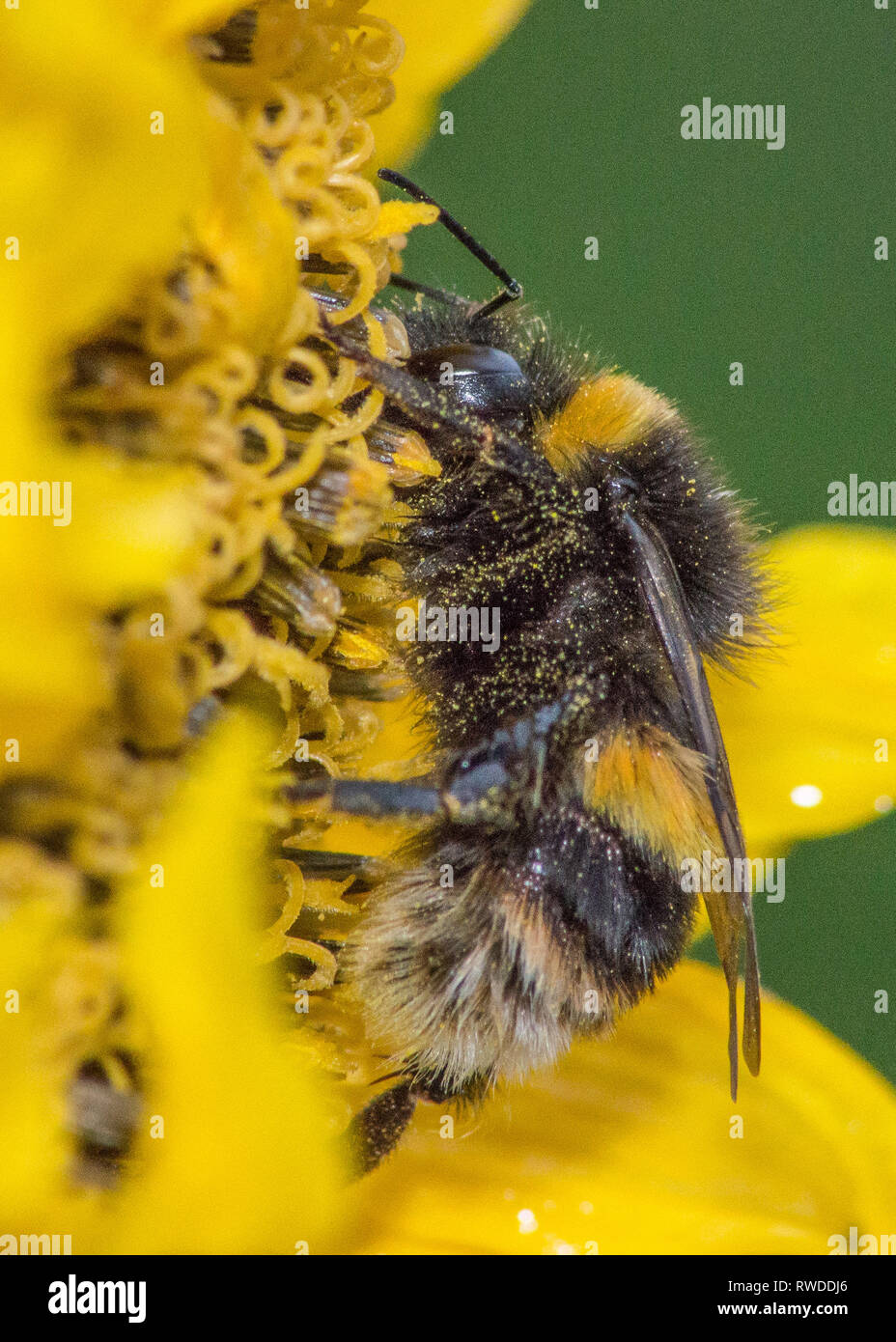 Buzzing Bee Stock Photos & Buzzing Bee Stock Images - Alamy