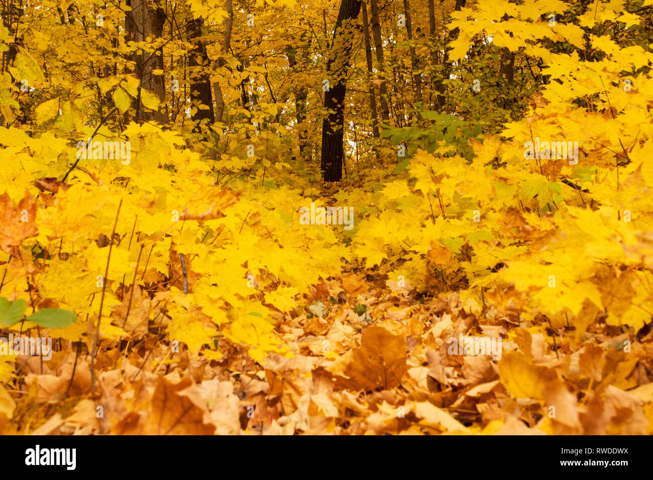 Milwaukee autumn hi-res stock photography and images - Alamy