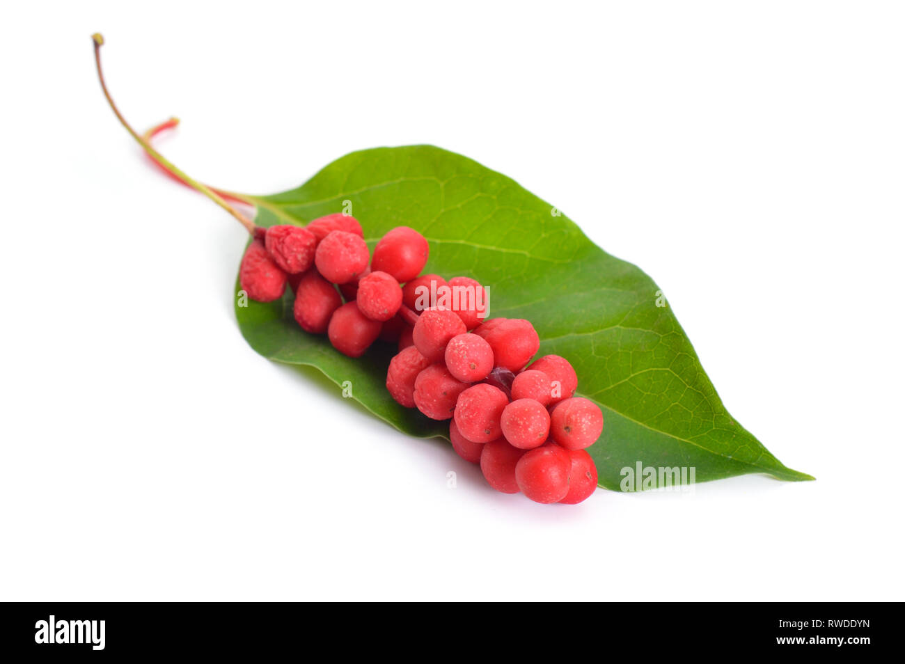 Schisandra chinensis hi-res stock photography and images - Alamy