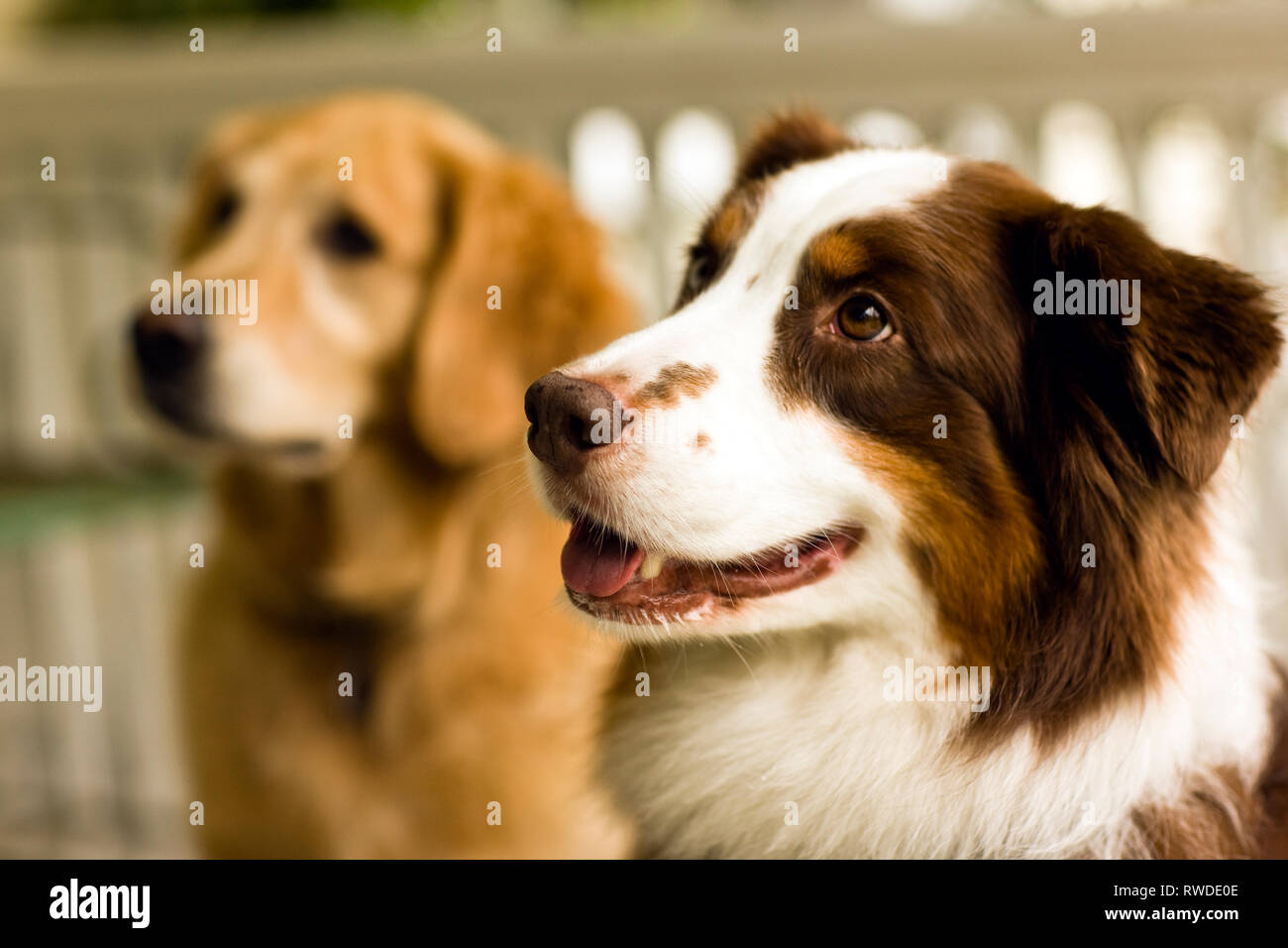 Portrait of two dogs hi-res stock photography and images - Alamy