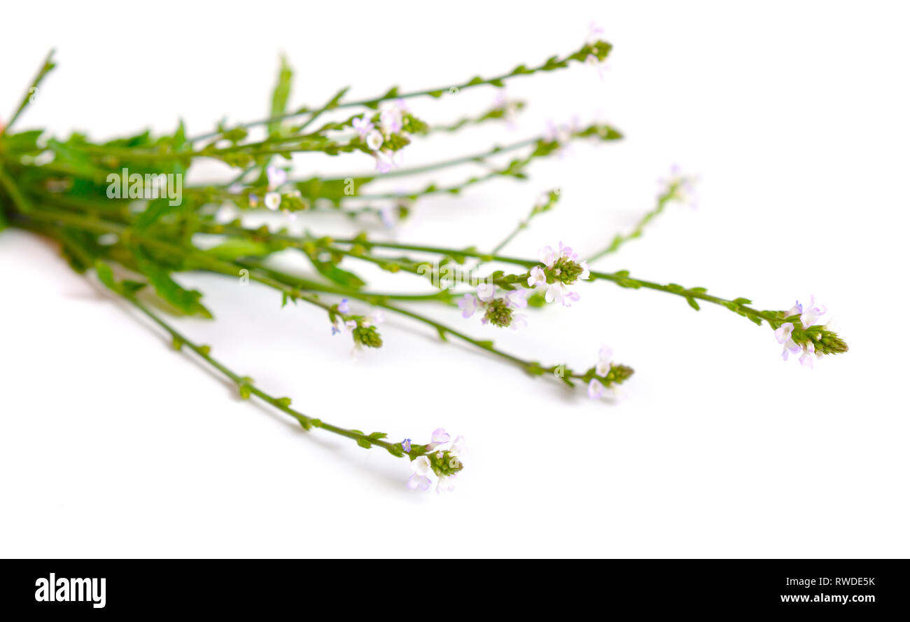 Verbena officinalis, the common vervain or common verbena. Isolated ...