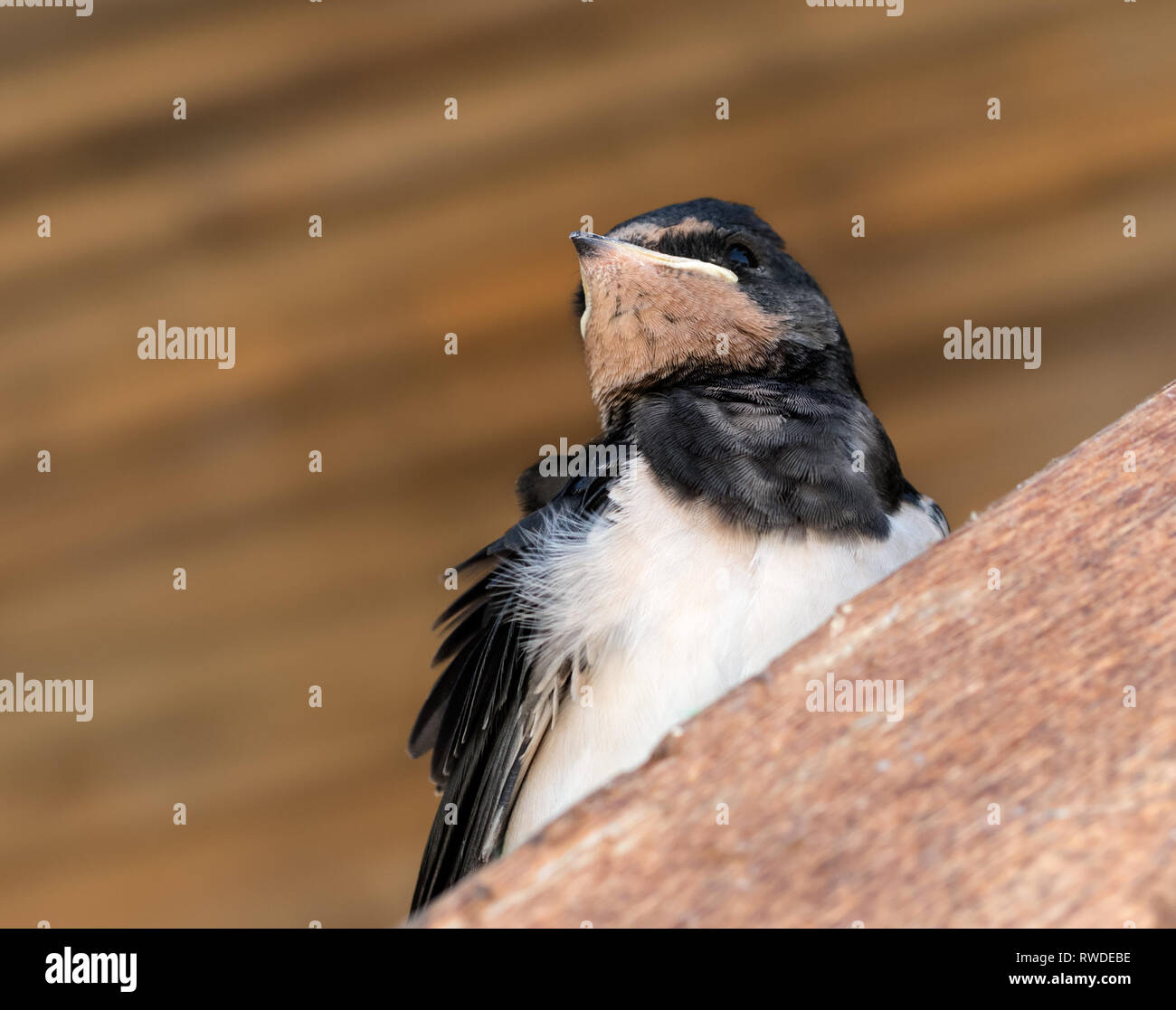 Baby bird of swallow sits on sunlit wooden beam under roof. Close up ...