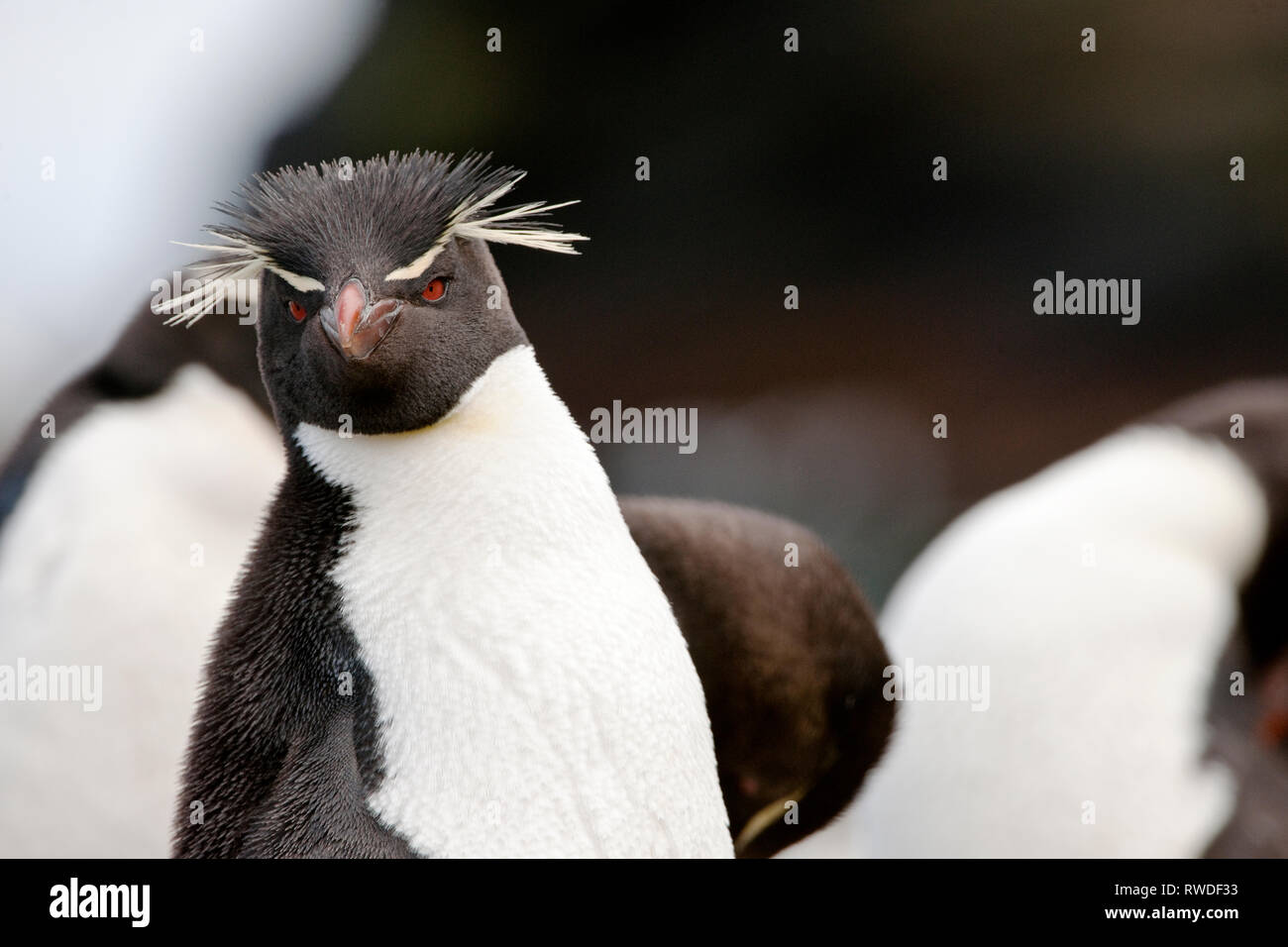 Yellow-eyed Penguin looking at the camera in curiosity while surrounded ...
